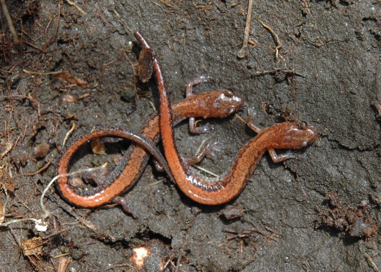 11 Fakta mengejutkan salamander, hewan yang hidup sebelum dinosaurus ...