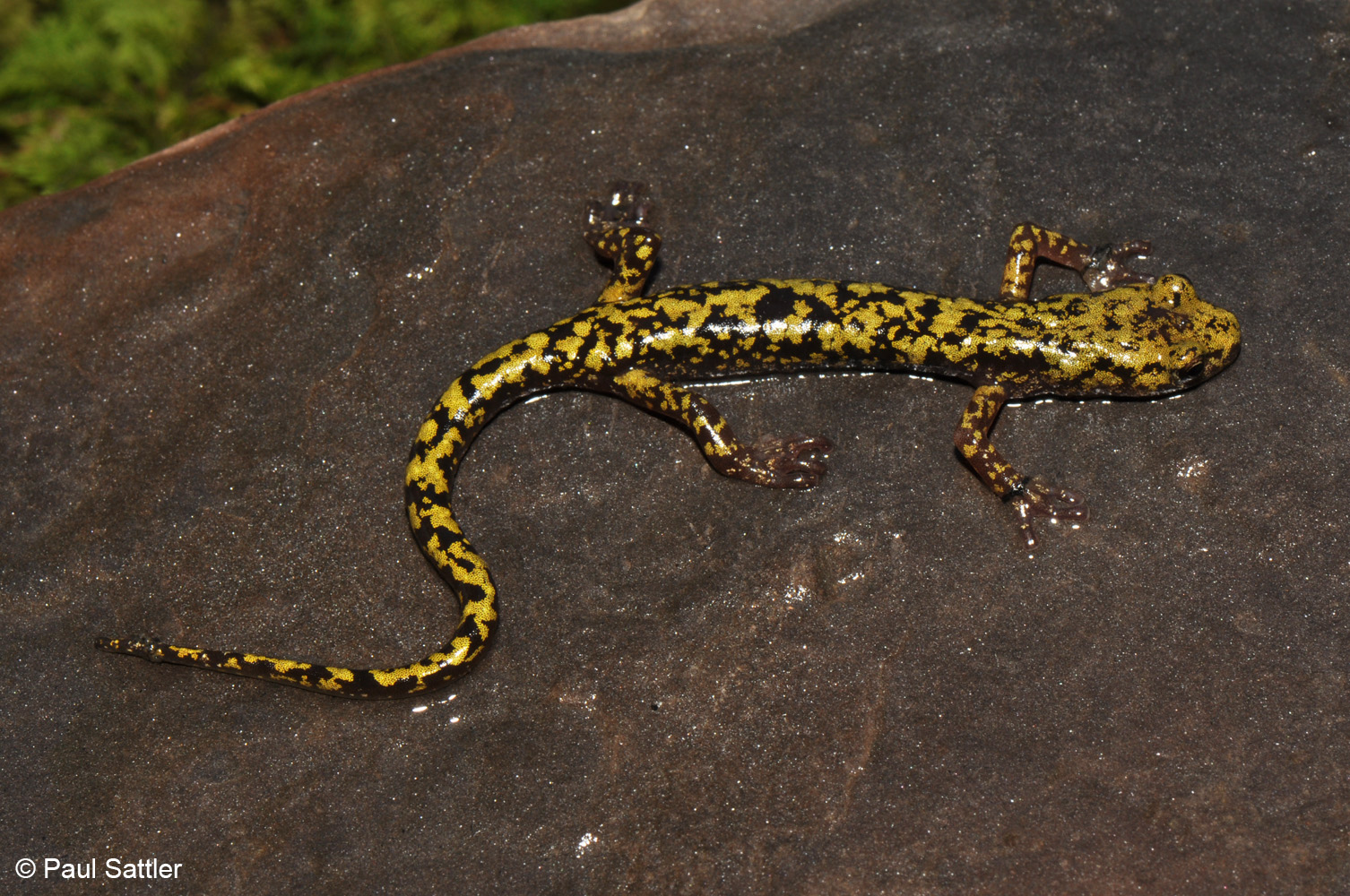11 Fakta mengejutkan salamander, hewan yang hidup sebelum dinosaurus ...